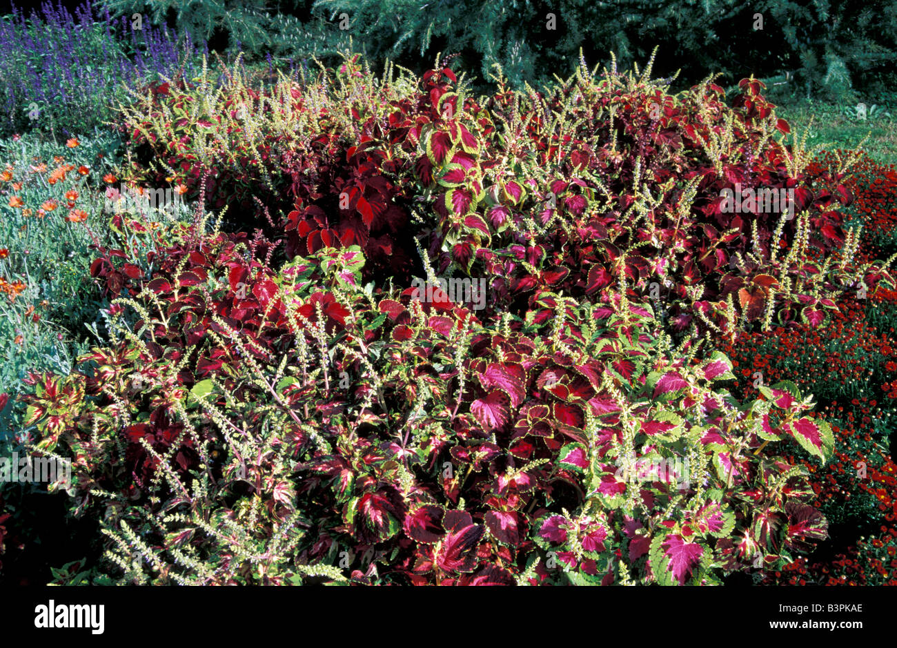 Coleus blumei plant hi-res stock photography and images - Alamy