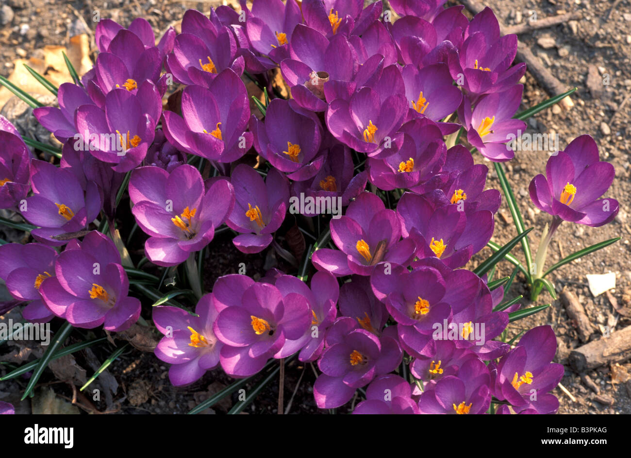 Crocus vernus purpureus grandiflorus hi-res stock photography and ...
