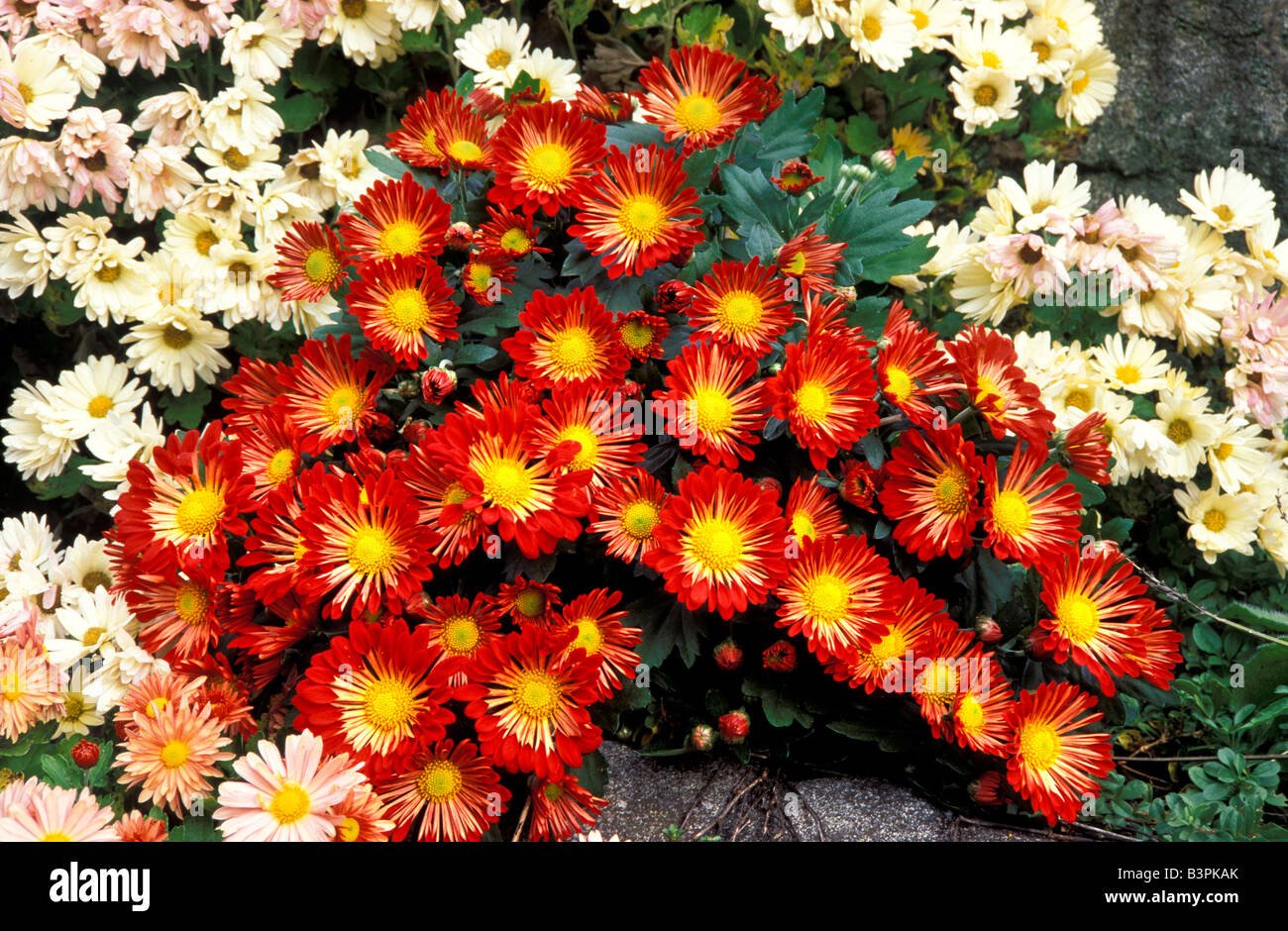 Repulse hi-res stock photography and images - Alamy