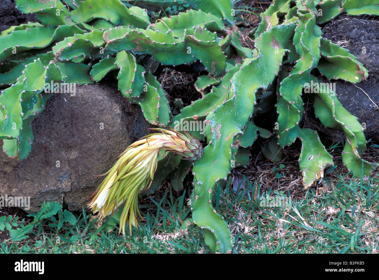 Hylocereus sp hi-res stock photography and images - Alamy
