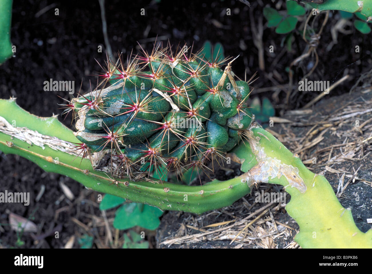 Hylocereus sp hi-res stock photography and images - Alamy