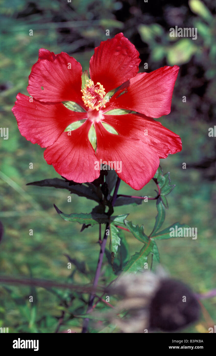 Hibiscus coccineus hi-res stock photography and images - Alamy