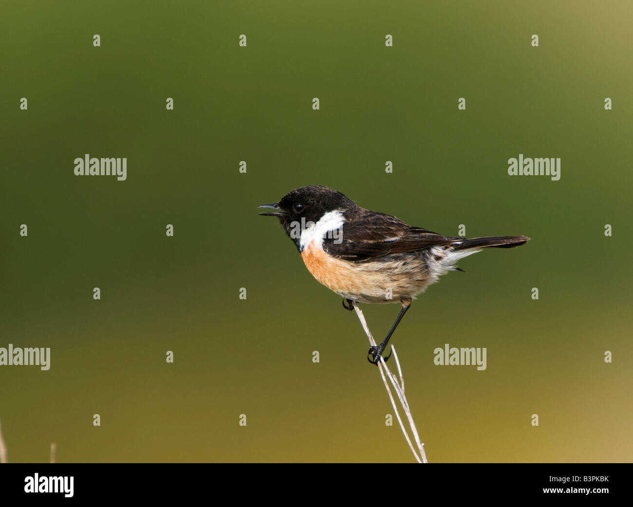 Stonechat photos hi-res stock photography and images - Alamy