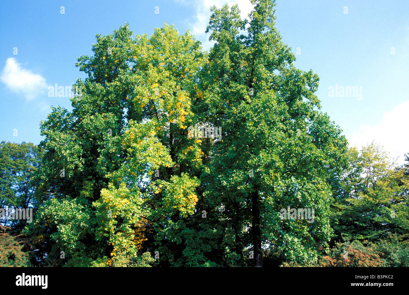 Liriodendro hi-res stock photography and images - Alamy