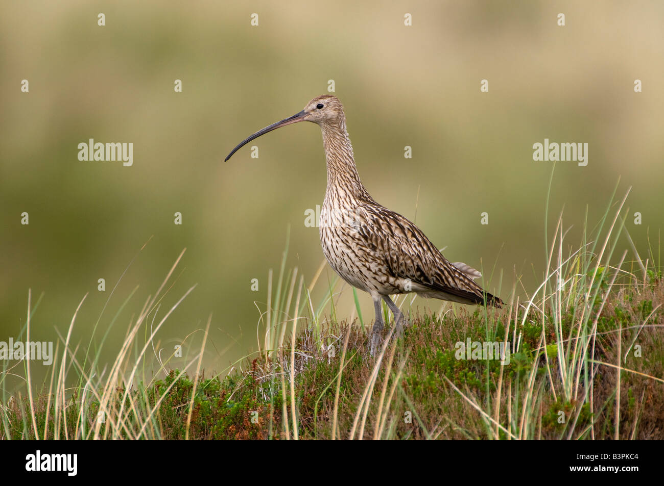 Eurasian Curlew (Numenius arquata Stock Photo - Alamy