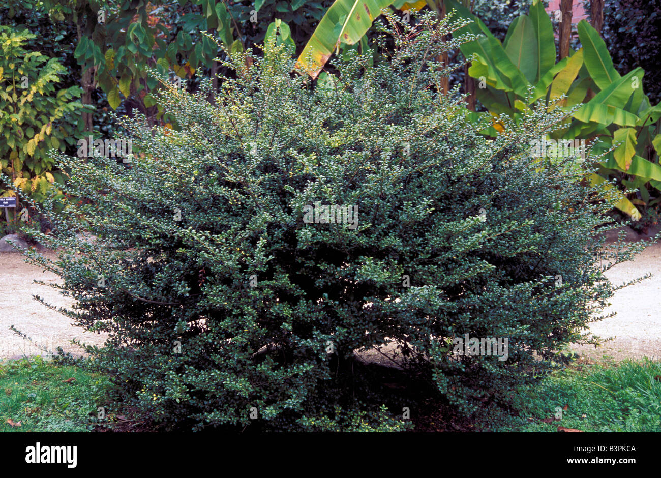 Ilex crenata hi-res stock photography and images - Alamy