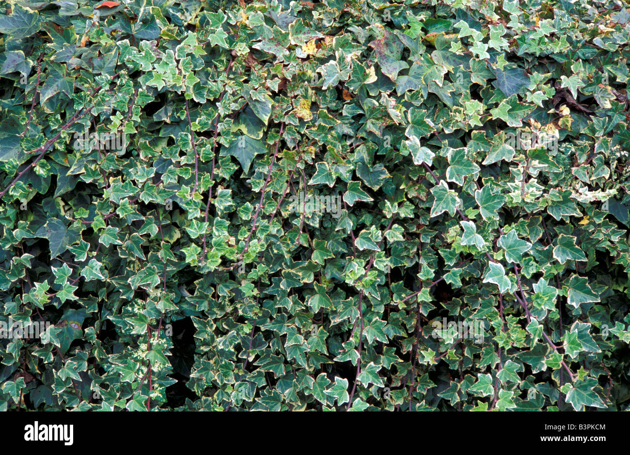 Hedera helix "Glacier Stock Photo - Alamy