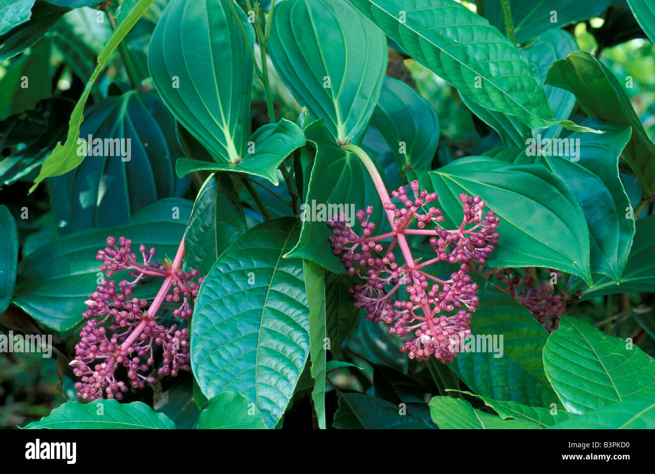 Medinilla plant hi-res stock photography and images - Alamy