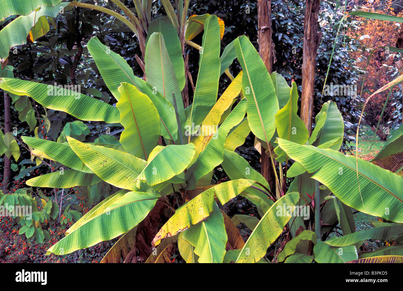 Musa basjoo banana tree hi-res stock photography and images - Alamy