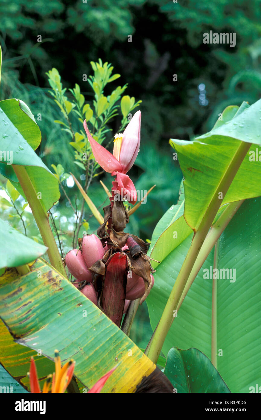 Musa sp hi-res stock photography and images - Alamy