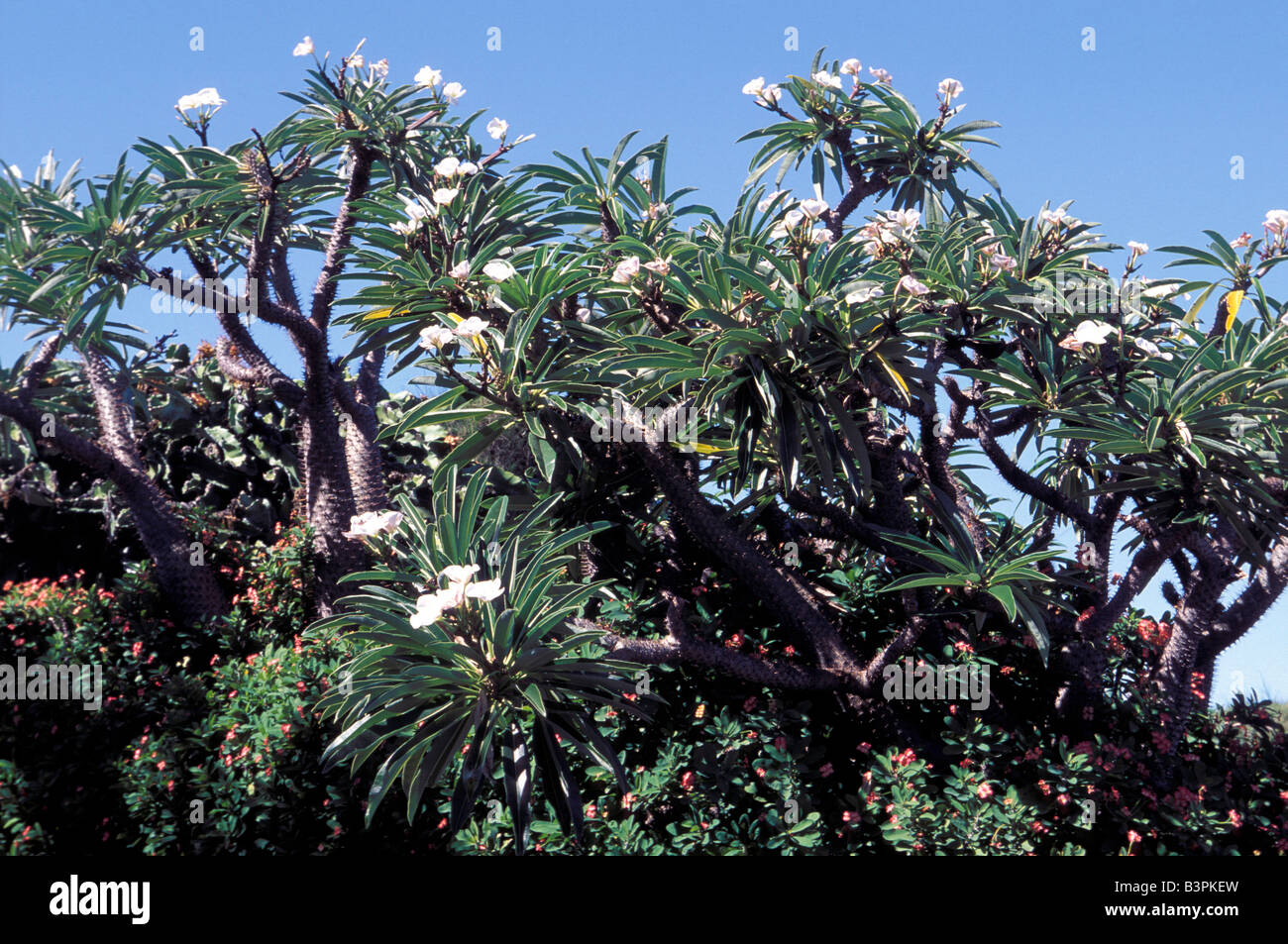 Palma del madagascar hi-res stock photography and images - Alamy