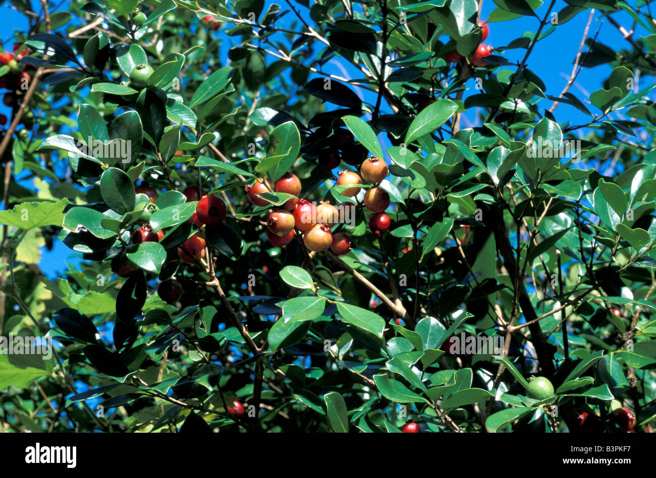 Psidium cattleyanum hi-res stock photography and images - Alamy