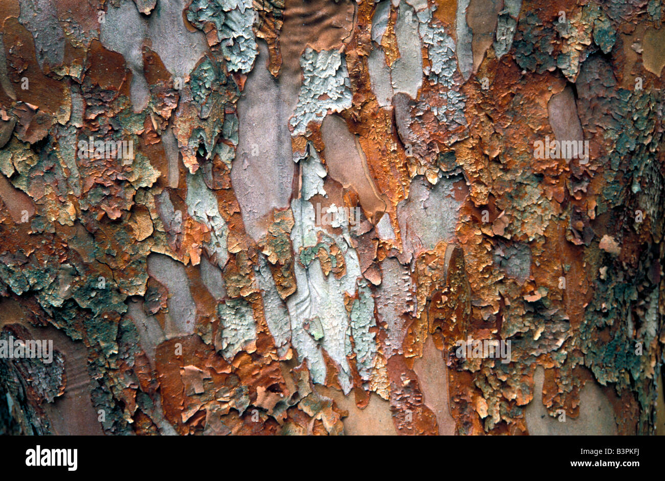 Stewartia sinensis, bark Stock Photo - Alamy