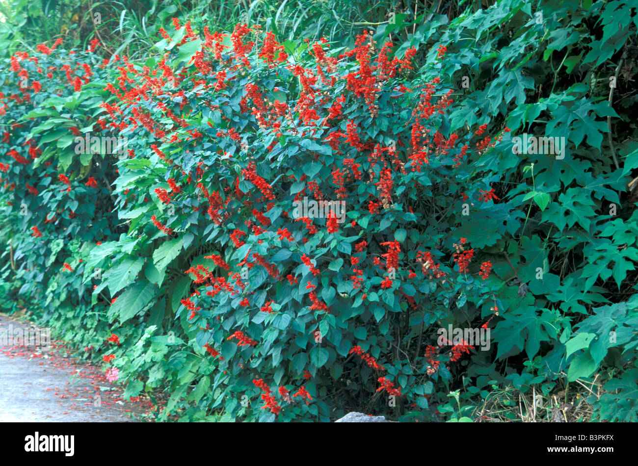 Splendens plant hi-res stock photography and images - Alamy