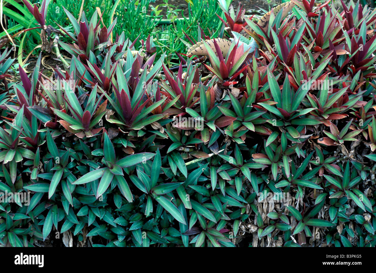Rhoeo spathacea hi-res stock photography and images - Alamy