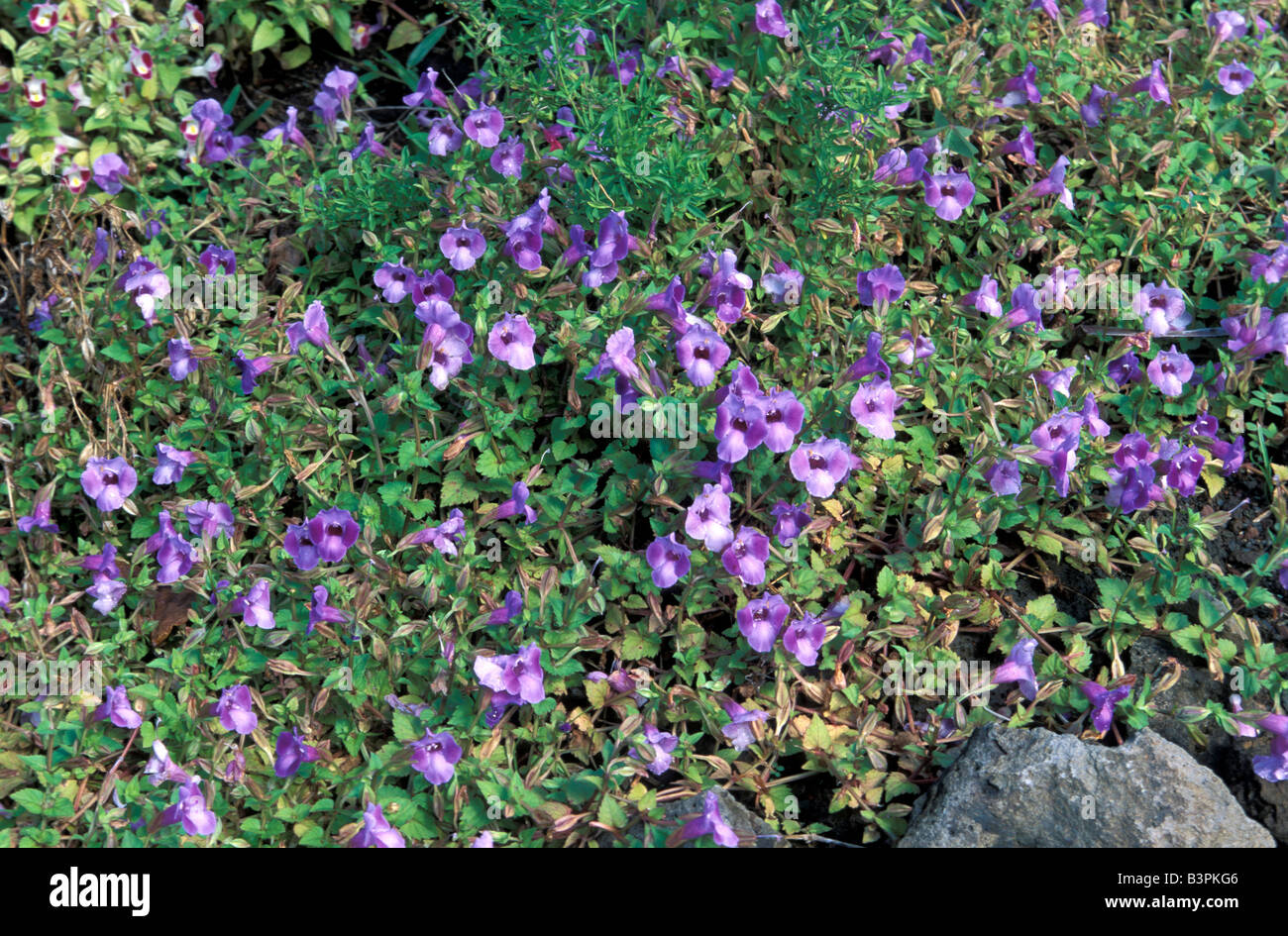 Torenia fournierii hi-res stock photography and images - Alamy
