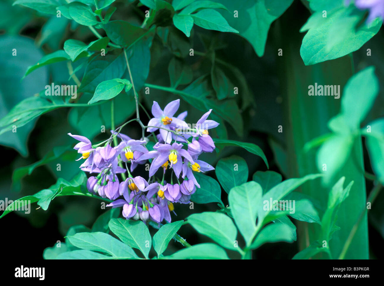 Seaforthianum hi-res stock photography and images - Alamy