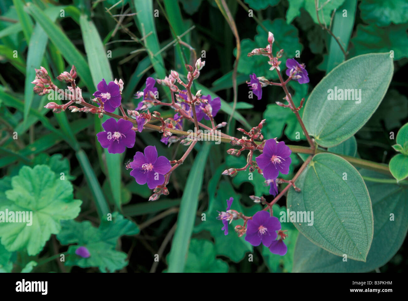 Tibouchina viminea, flower Stock Photo - Alamy