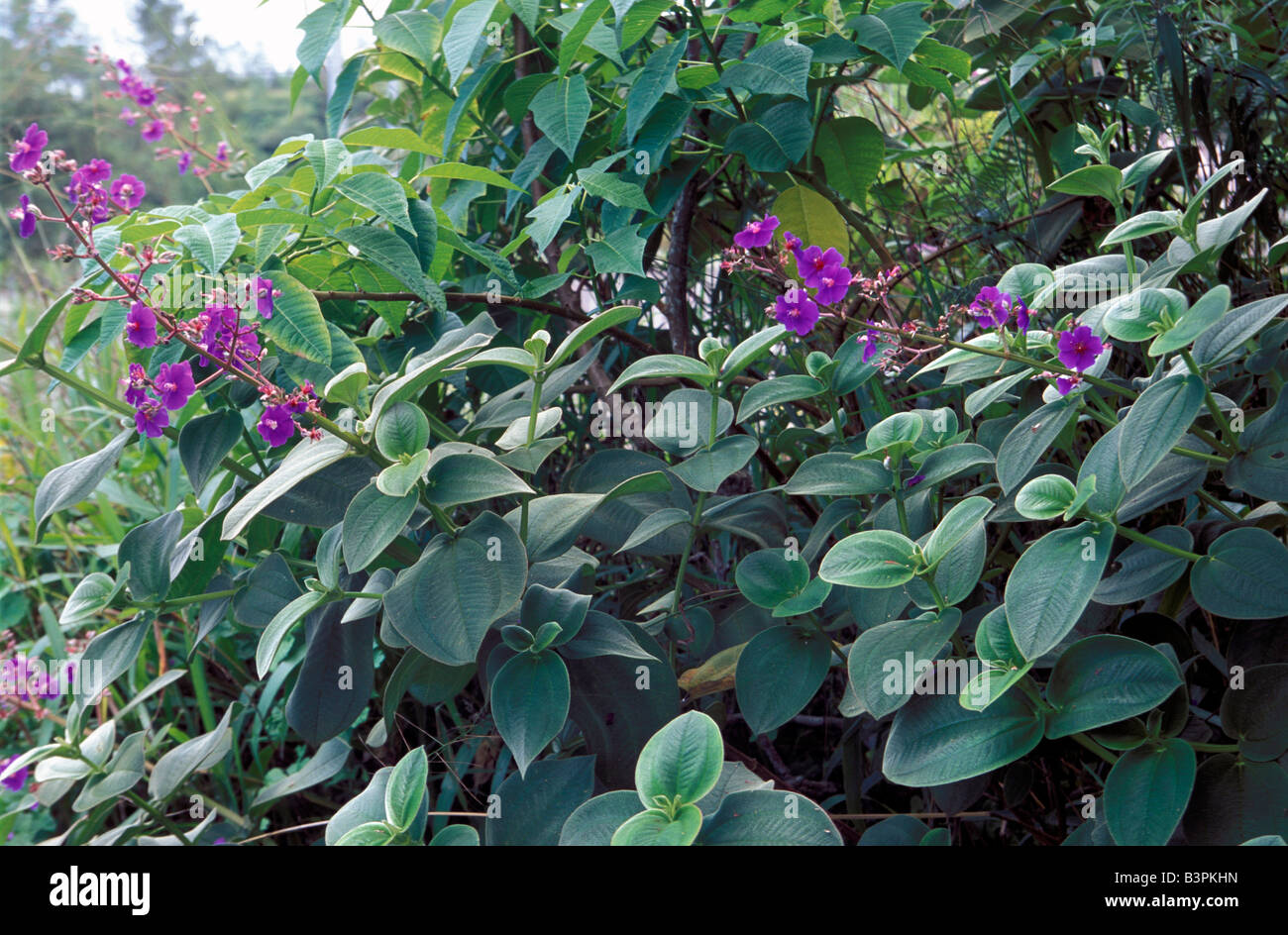 Tibouchina viminea, flower Stock Photo - Alamy