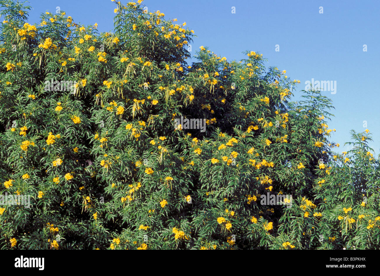 Tecoma stans flowering plant hi-res stock photography and images - Alamy