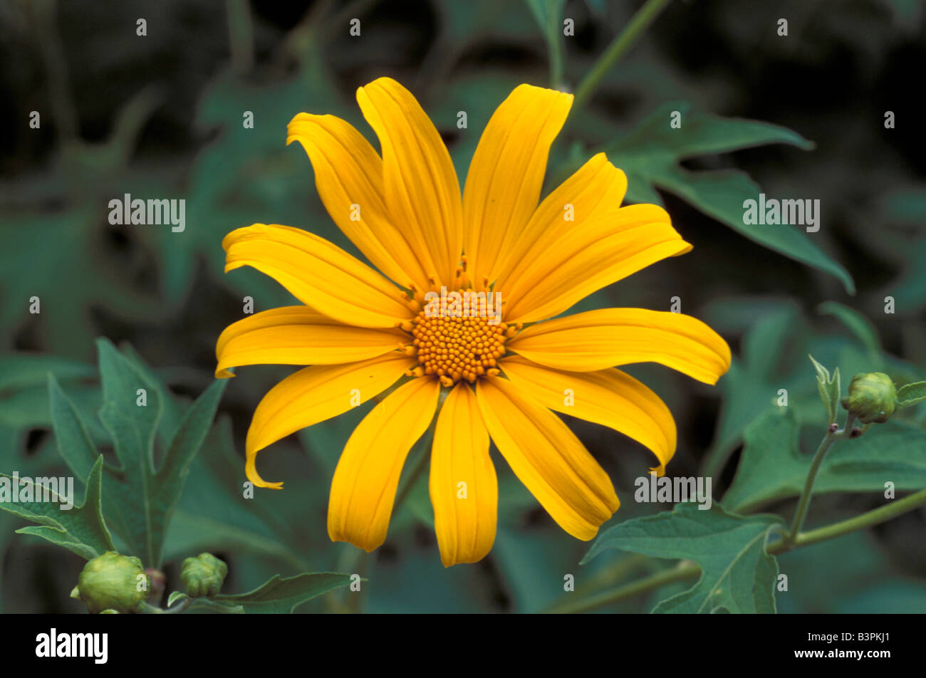 Tithonia plant hi-res stock photography and images - Alamy