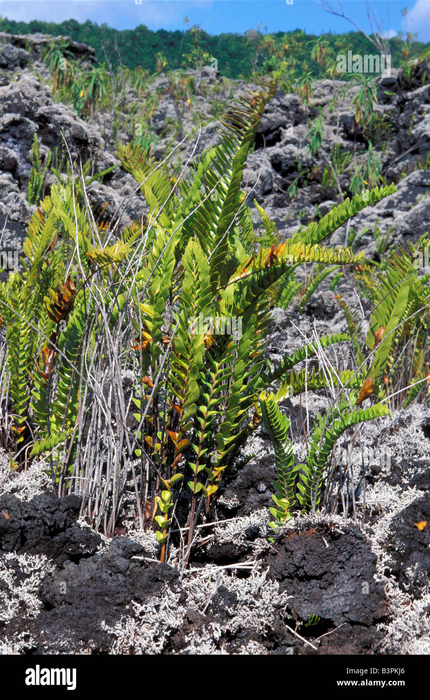 Lava volcano plant hi-res stock photography and images - Alamy