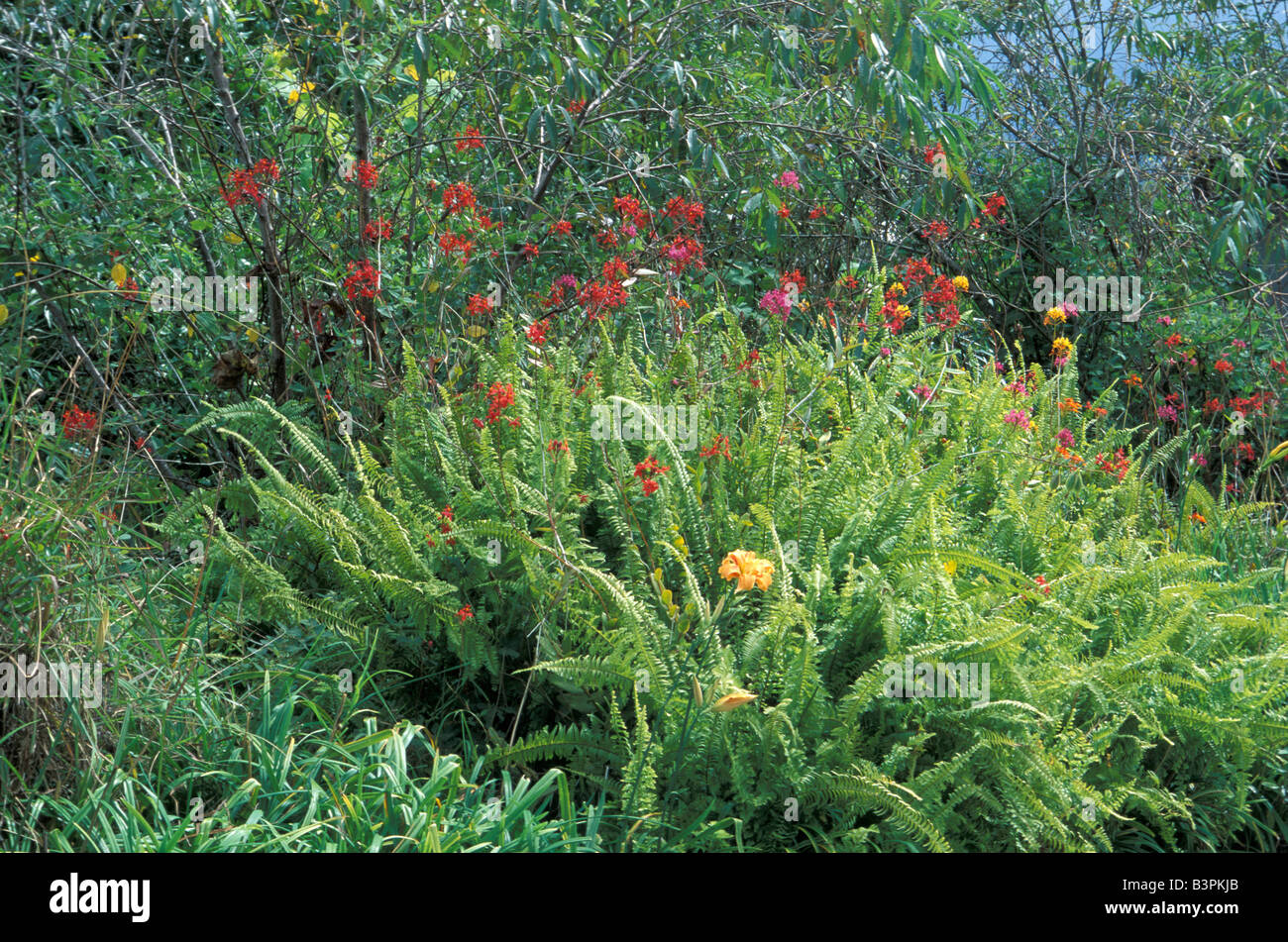 Ferns and orchids, Italy Stock Photo - Alamy