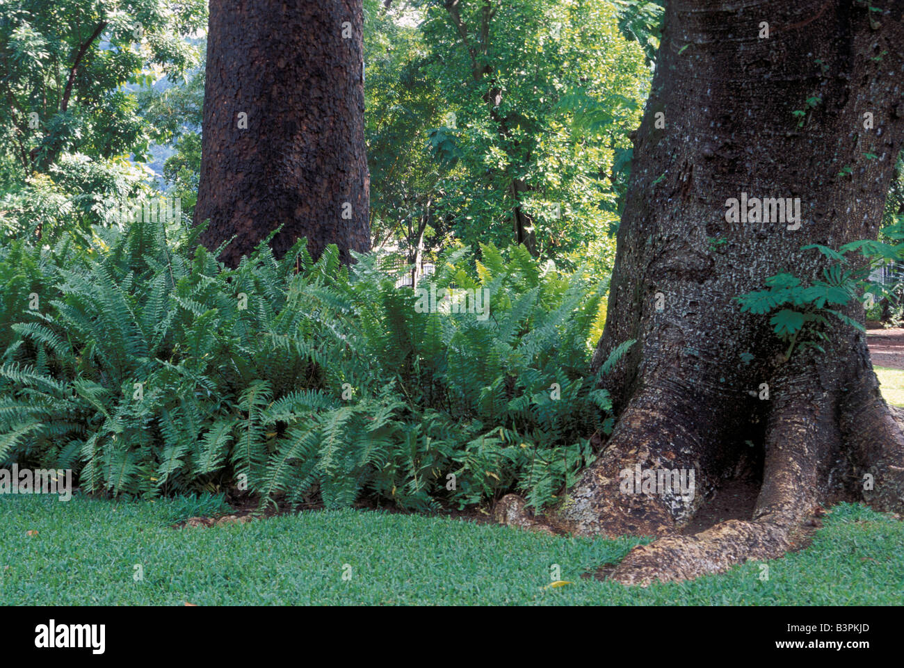 Ferns in a garden, Italy Stock Photo - Alamy
