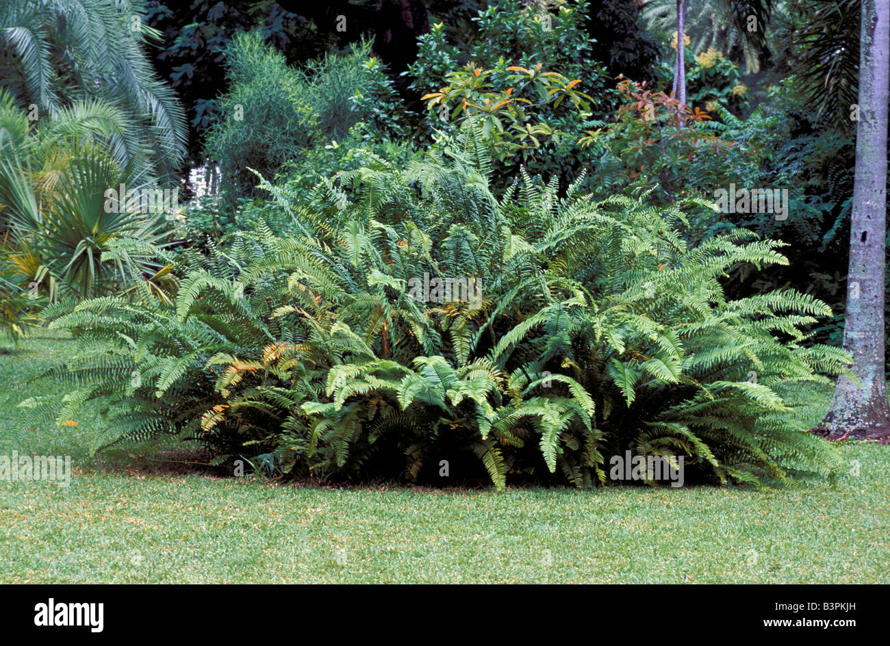 Ferns in a garden, Italy Stock Photo - Alamy