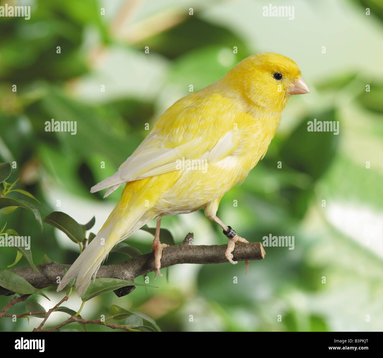 Canary Sitting On Branch High Resolution Stock Photography and Images ...