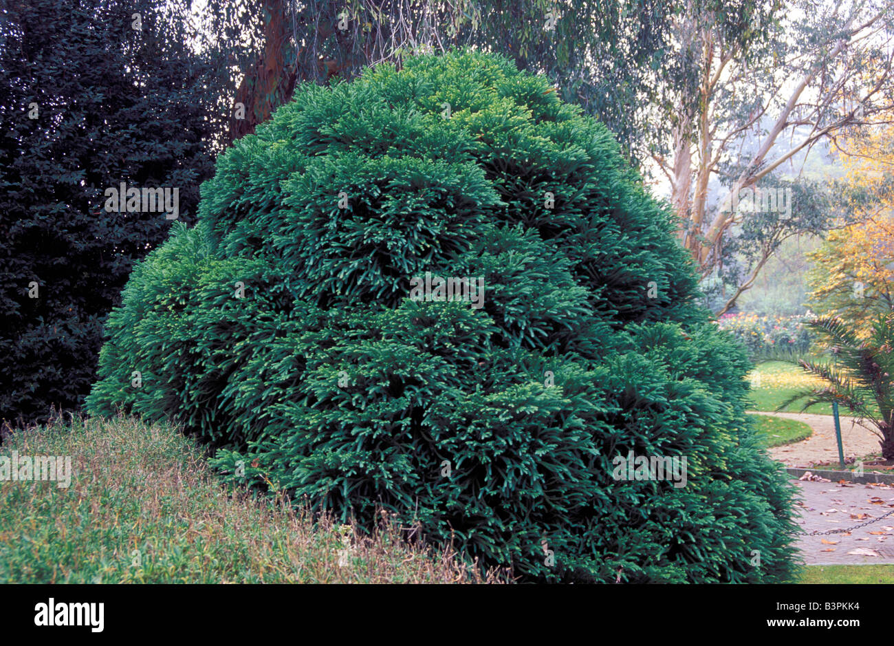 Cryptomeria tree hi-res stock photography and images - Alamy