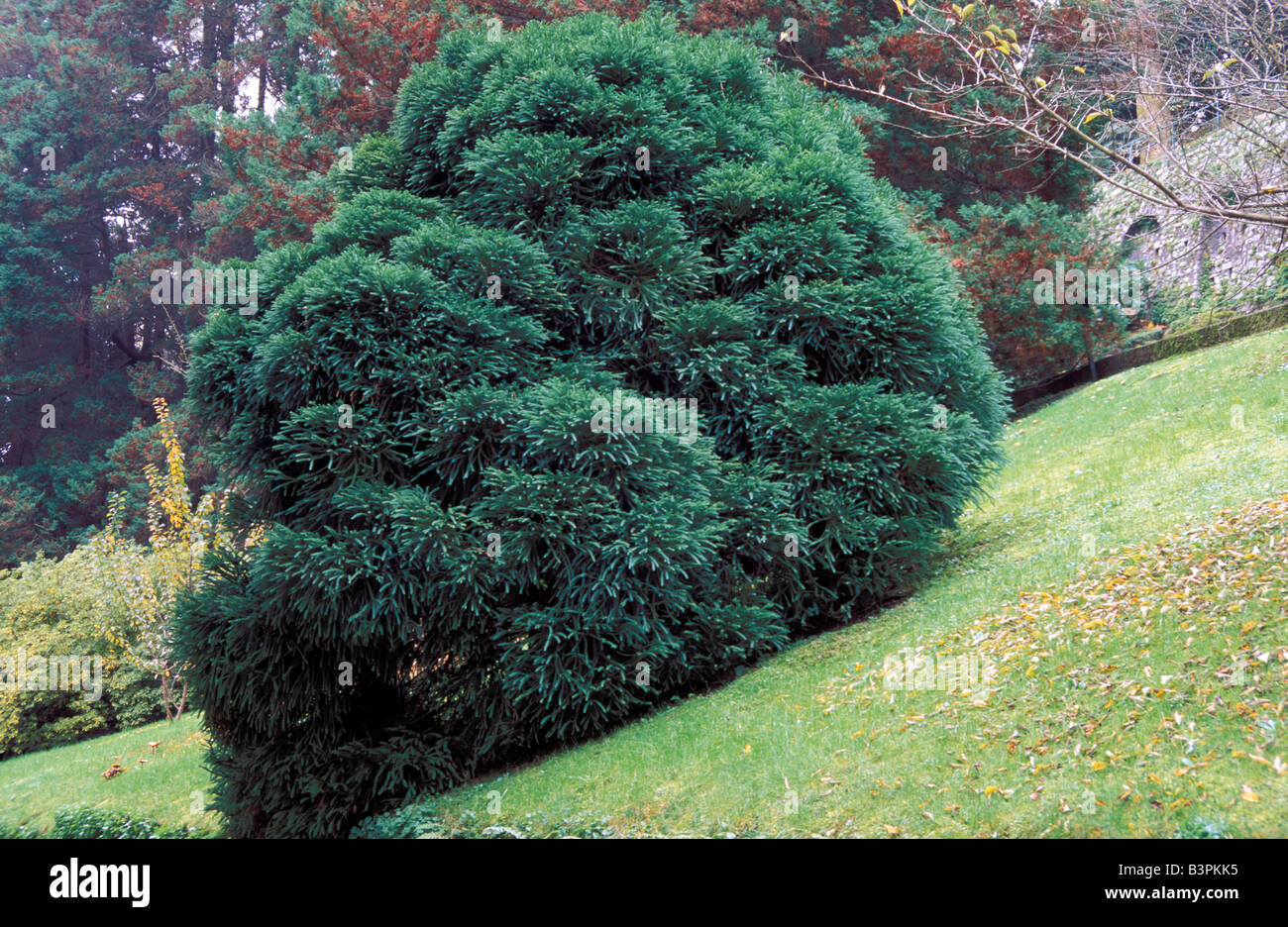 Cryptomeria tree hi-res stock photography and images - Alamy