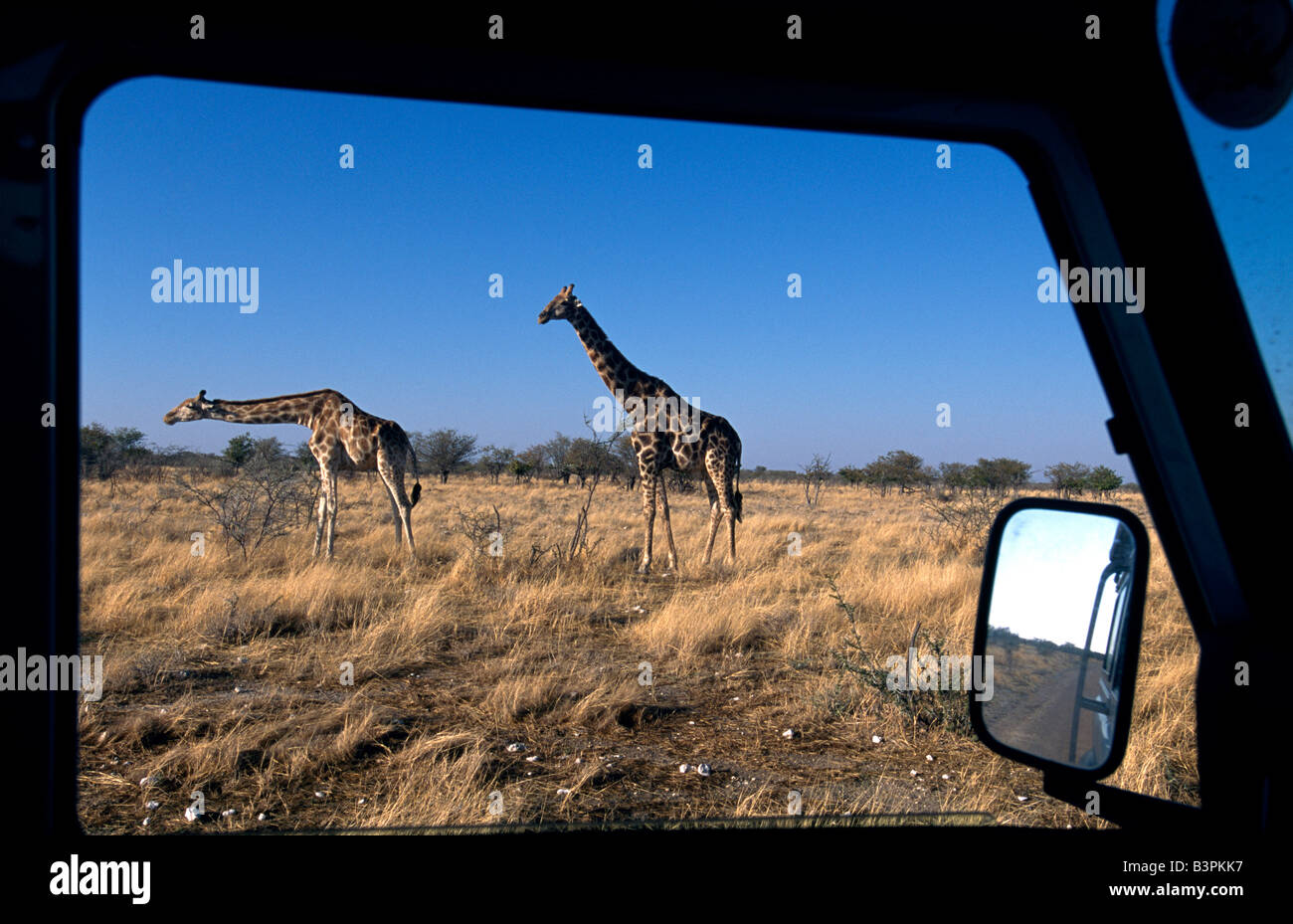 Giraffe through window hi-res stock photography and images - Alamy