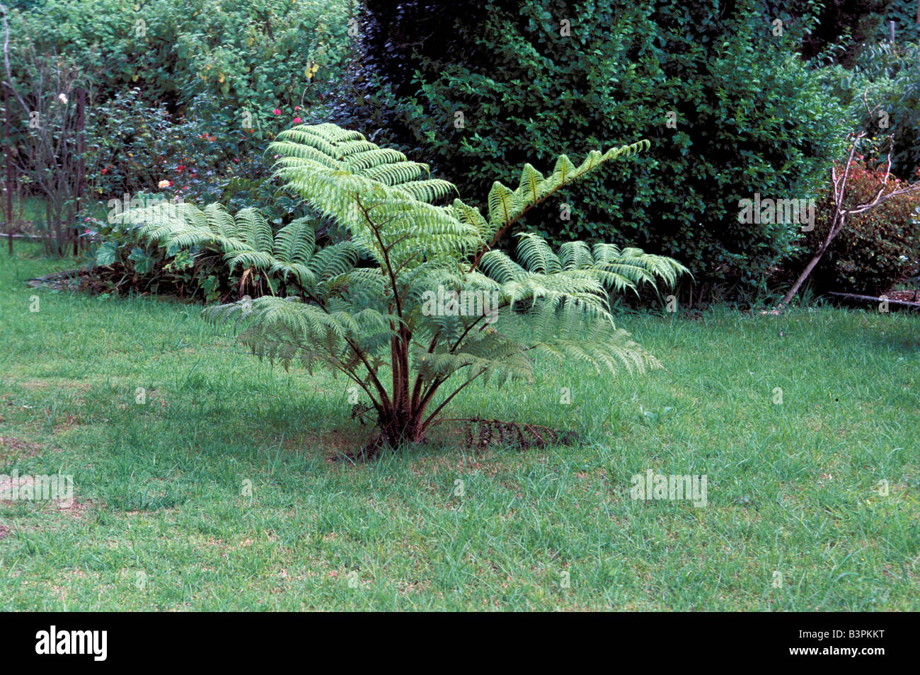 Cibotium High Resolution Stock Photography and Images - Alamy