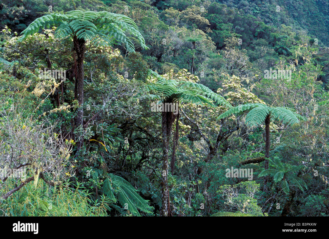 Cyathea arborea hi-res stock photography and images - Alamy