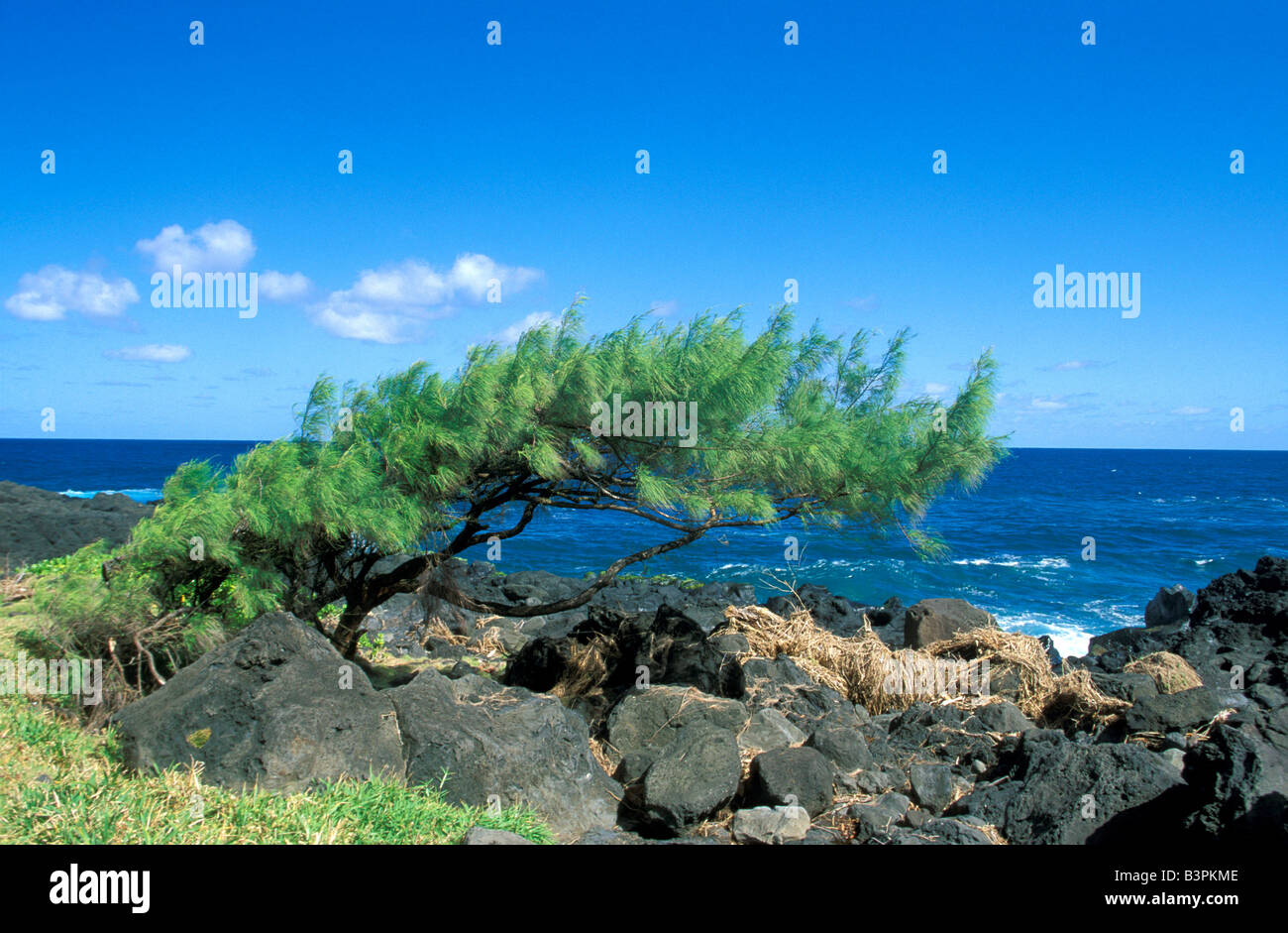 Pino pinus sp hi-res stock photography and images - Alamy