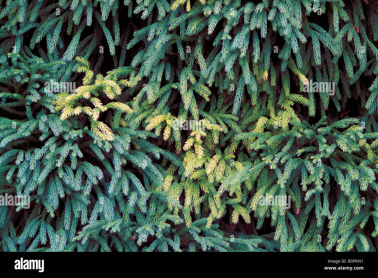 Cryptomeria tree hi-res stock photography and images - Alamy