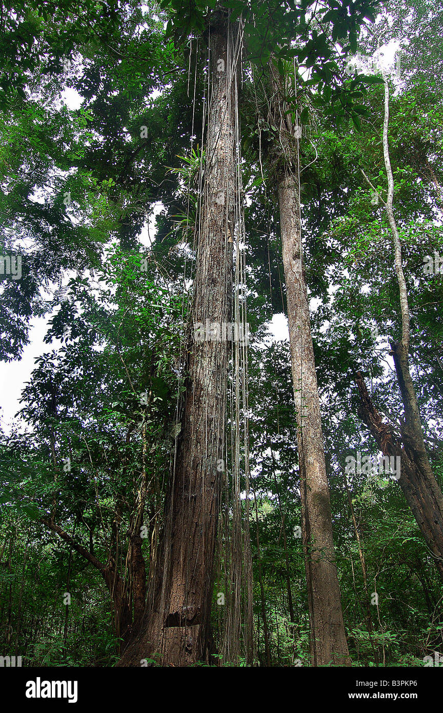 Tree in amazon rainforest in Brazil Stock Photo - Alamy