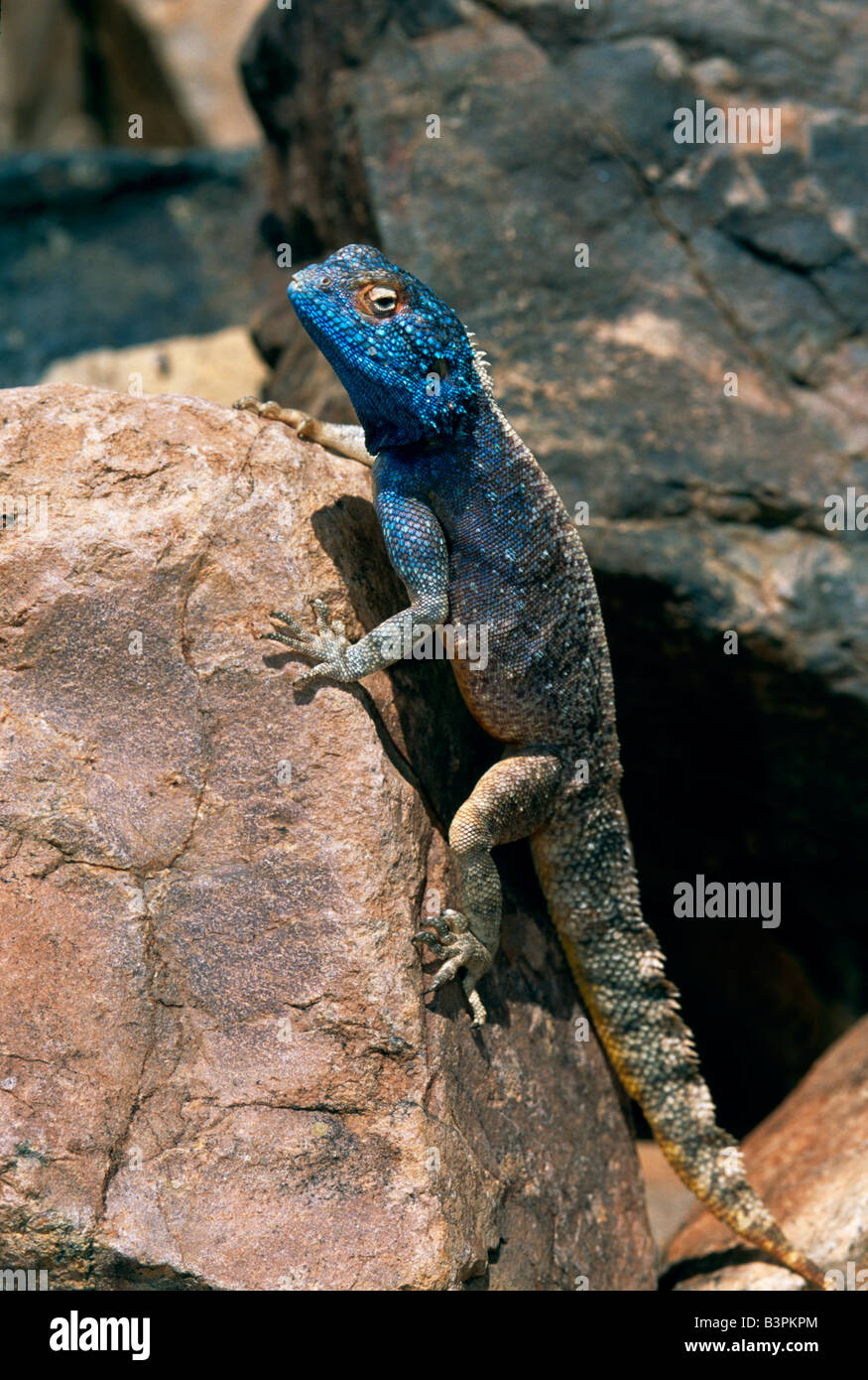 Lizard (Agamidae), Tok Tokkie Trail, Namib Desert, NamibRand Nature ...