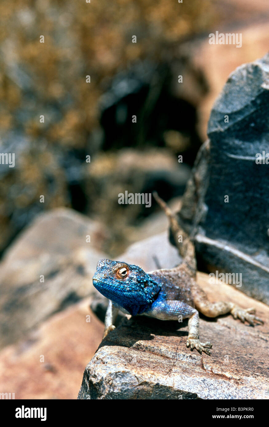 Lizard (Agamidae), Tok Tokkie Trail, Namib Desert, NamibRand Nature ...