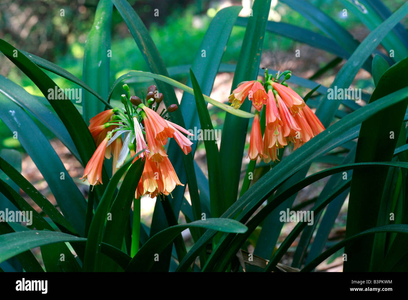 Cyrtanthiflora Stock Photos & Cyrtanthiflora Stock Images - Alamy