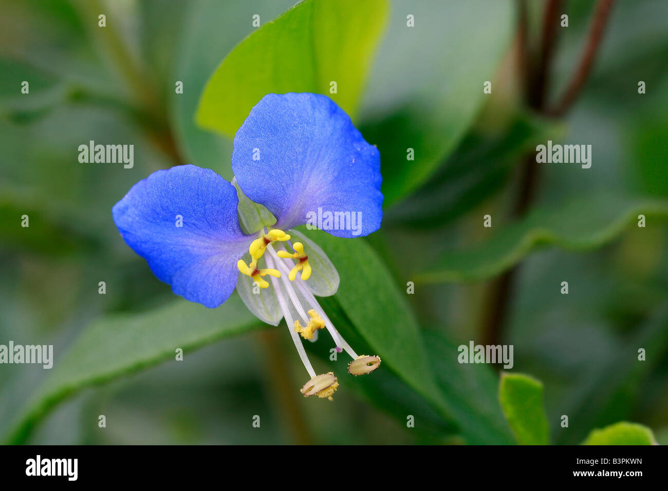 Commelina sp hi-res stock photography and images - Alamy