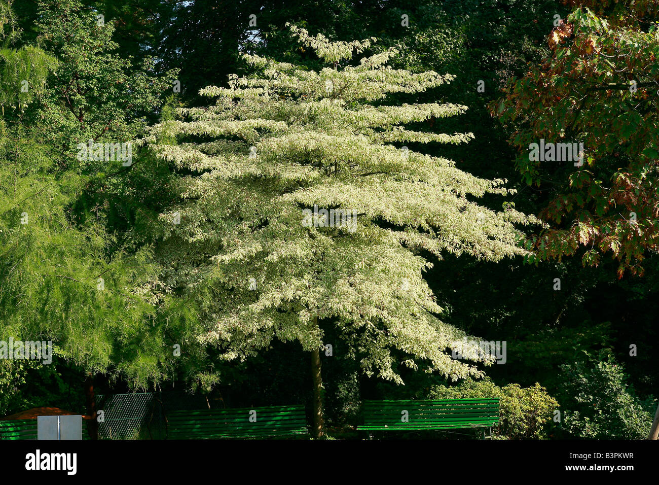 Cornus controversa "Variegata Stock Photo - Alamy
