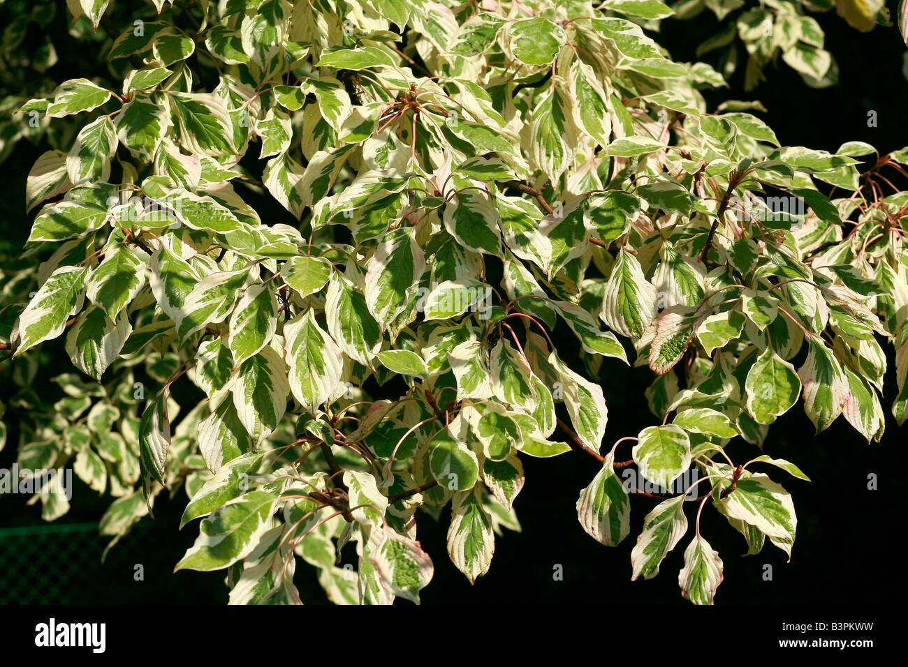 Cornus controversa "Variegata Stock Photo - Alamy