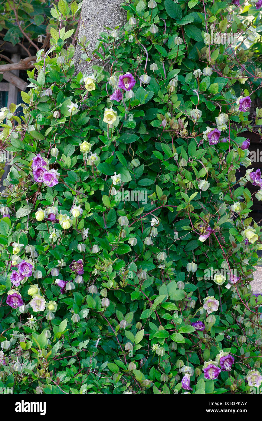 Cobea hi-res stock photography and images - Alamy