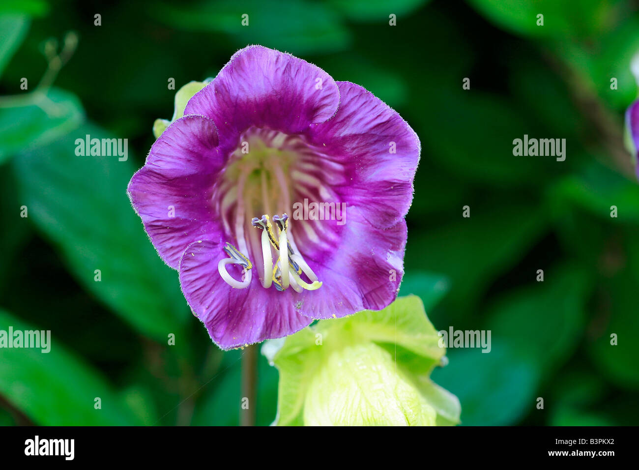 Cobea scandens hi-res stock photography and images - Alamy