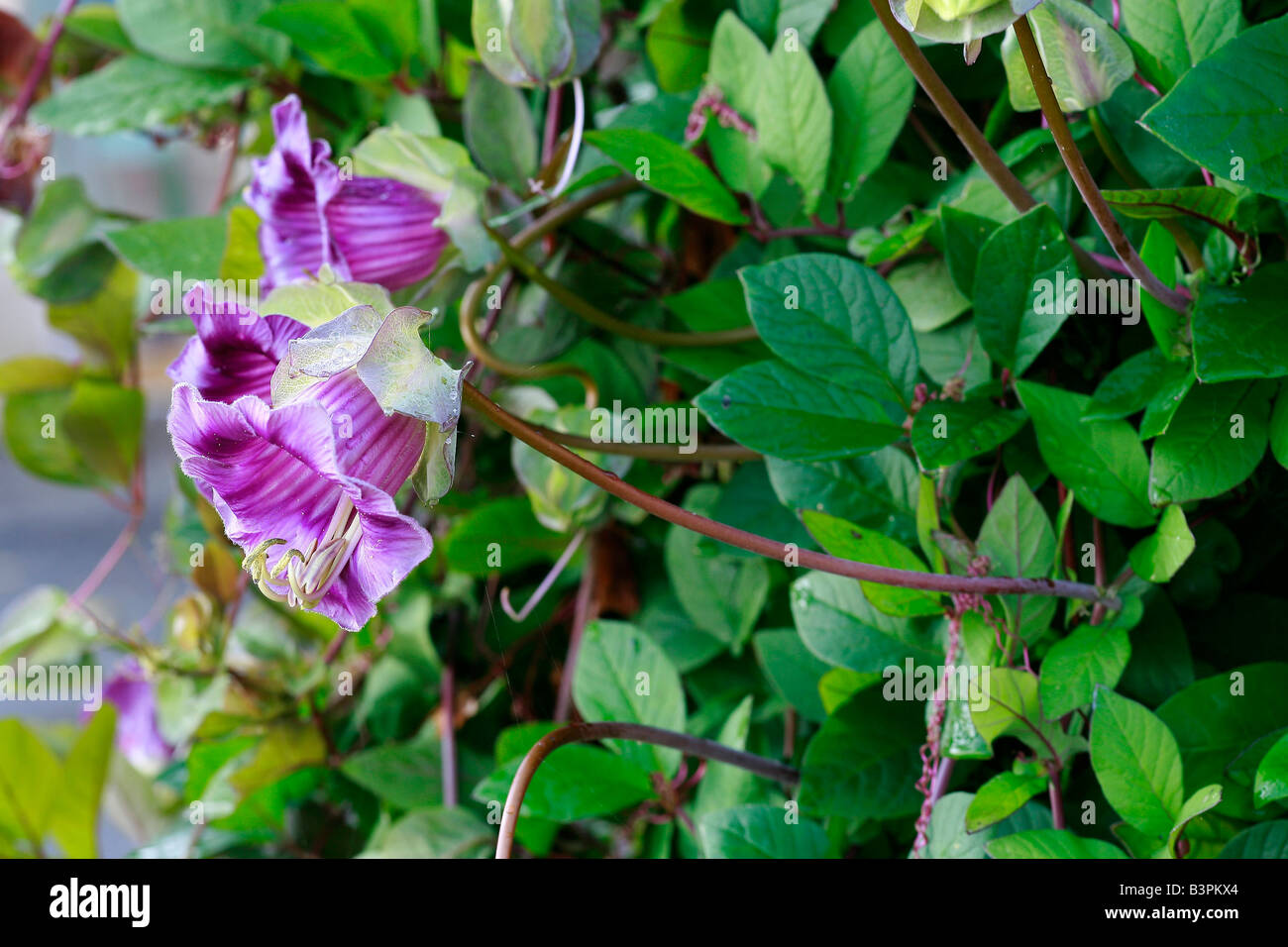 Cobea scandens hi-res stock photography and images - Alamy