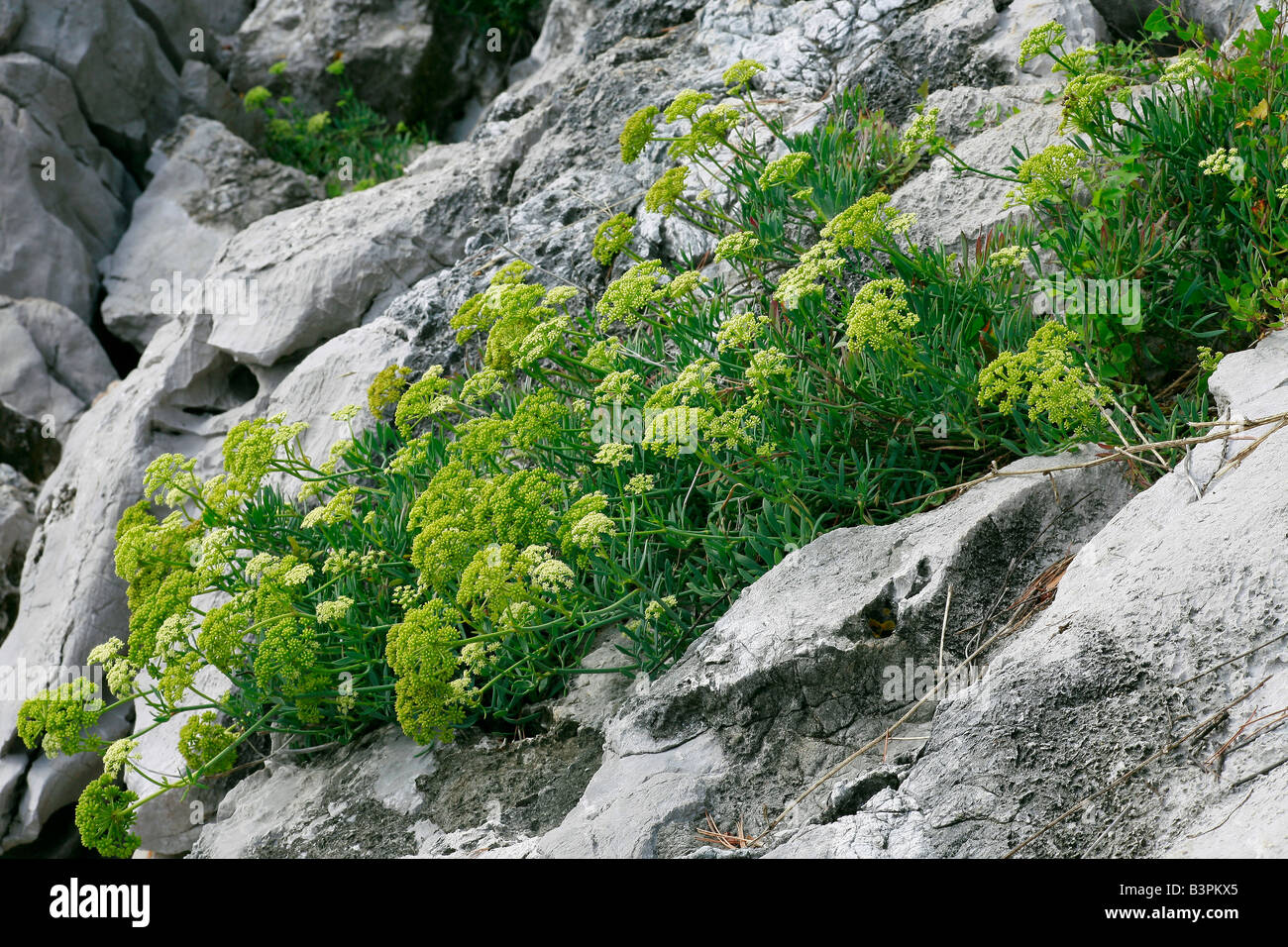 Maritimum hi-res stock photography and images - Alamy