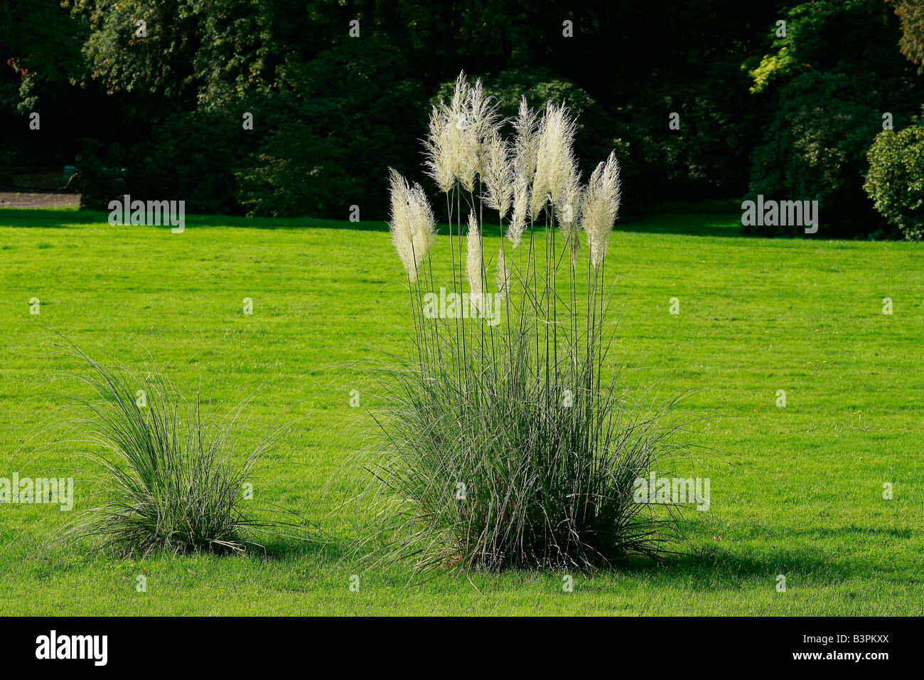 Pampas grass cortaderia argentea hi-res stock photography and images ...