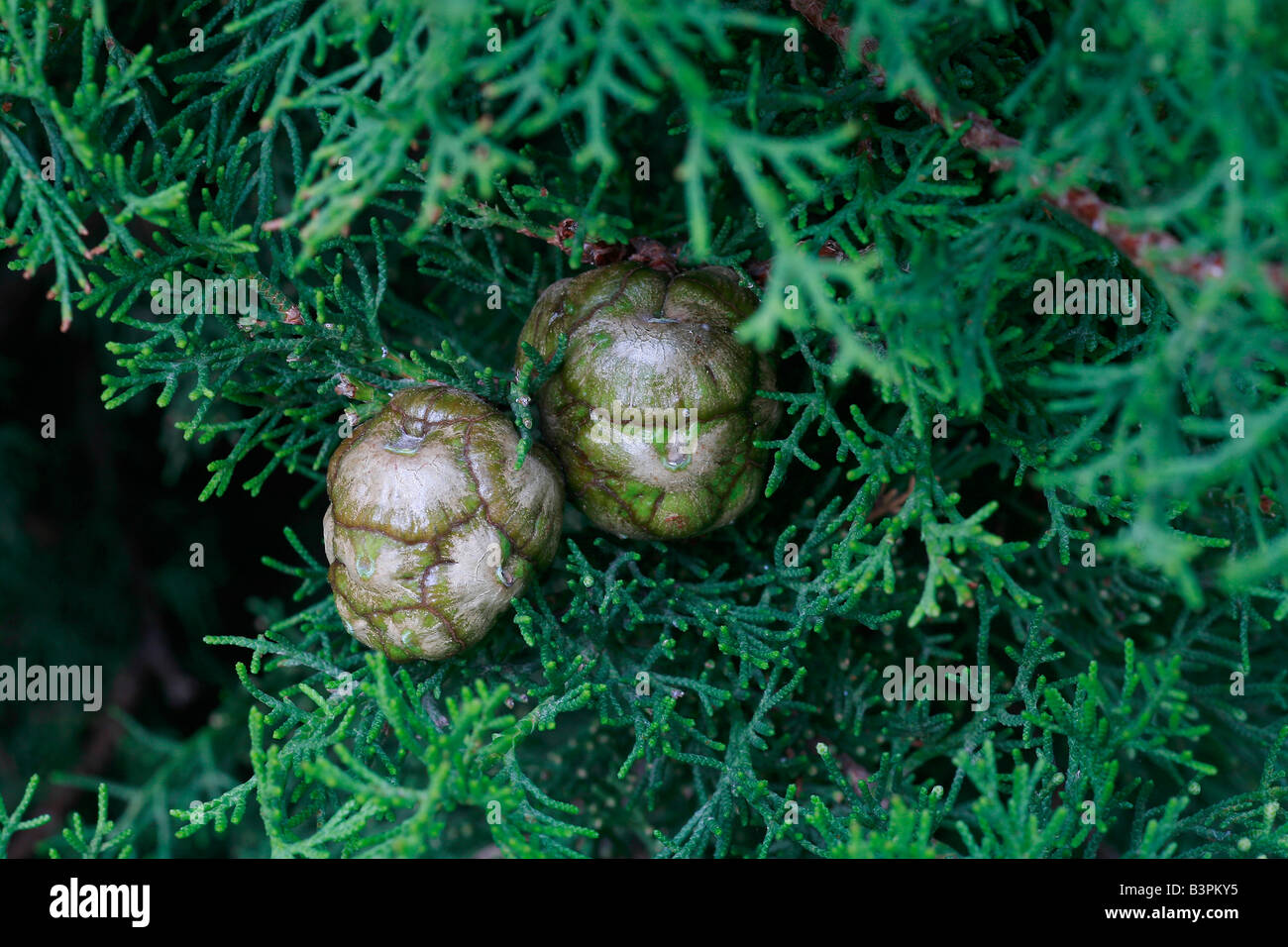 Cupressus sempervirens cone hi-res stock photography and images - Alamy